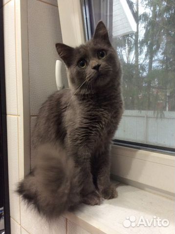 Красивый пушистый голубой красавец 7 мес в дар