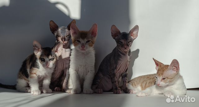 Пушистый Котёнок Донской Сфинкс