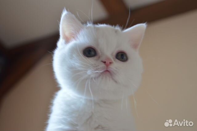 Кошечка скоттиш-страйт