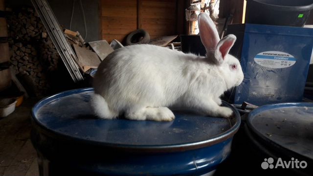 Кролики белый великан