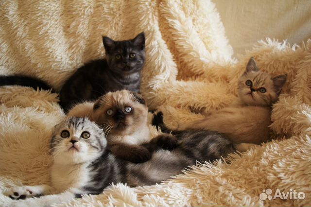 Шотландские непоседы