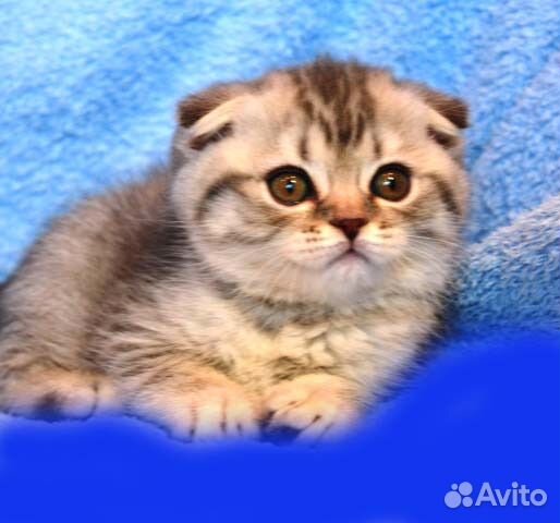 Серебрянки д.рожд.18.05.2018 г