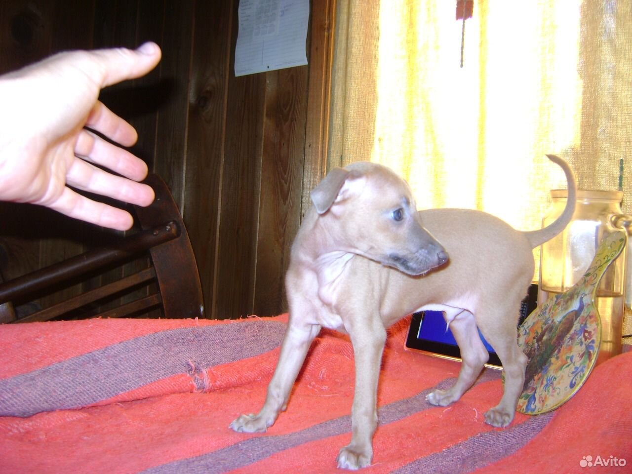 Щенки левретки беж мальчик и дольче-вите малышка