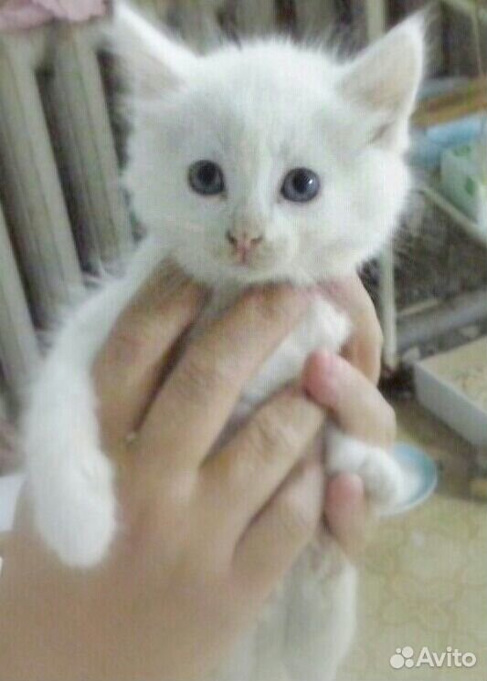 Белая голубоглазая ангора. Красота