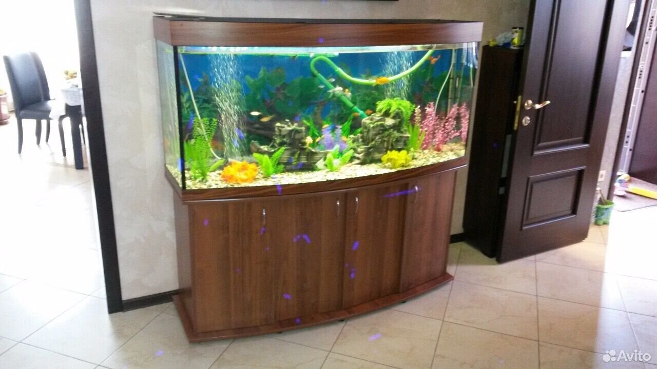 595 л. Зеленоградский. Цвет орех. Бесплат доставка