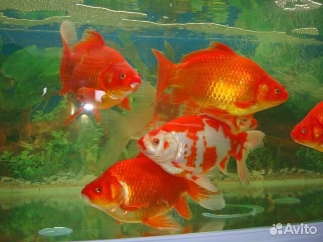 Карась