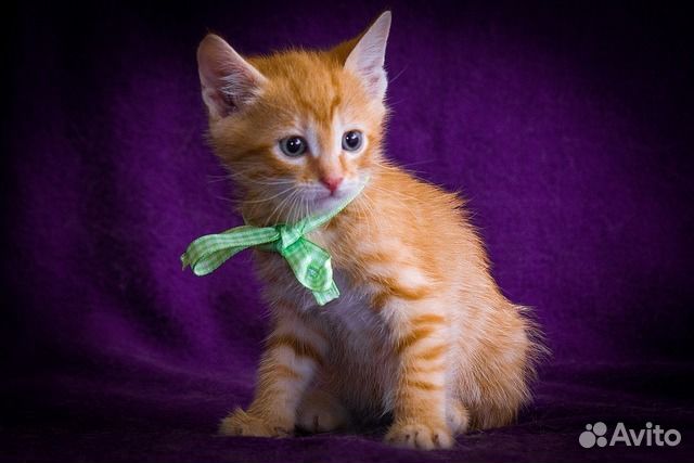 Солнечный котенок в семью (мальчик)