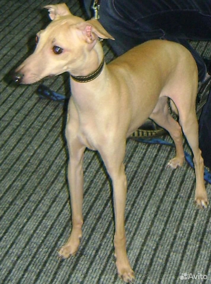 Кремовый мальчик левретки. 34.5 см