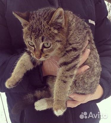 Котенок шпрот