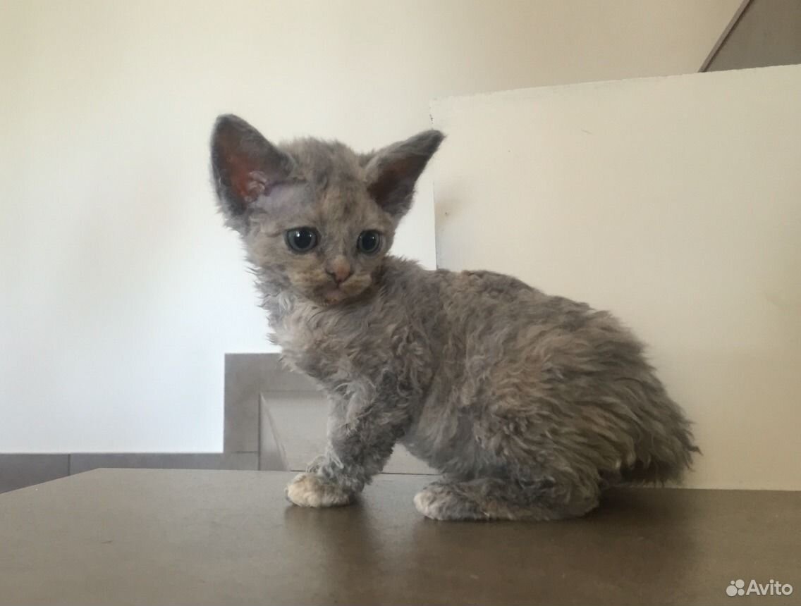 Голубокремовая кошечка Голубика