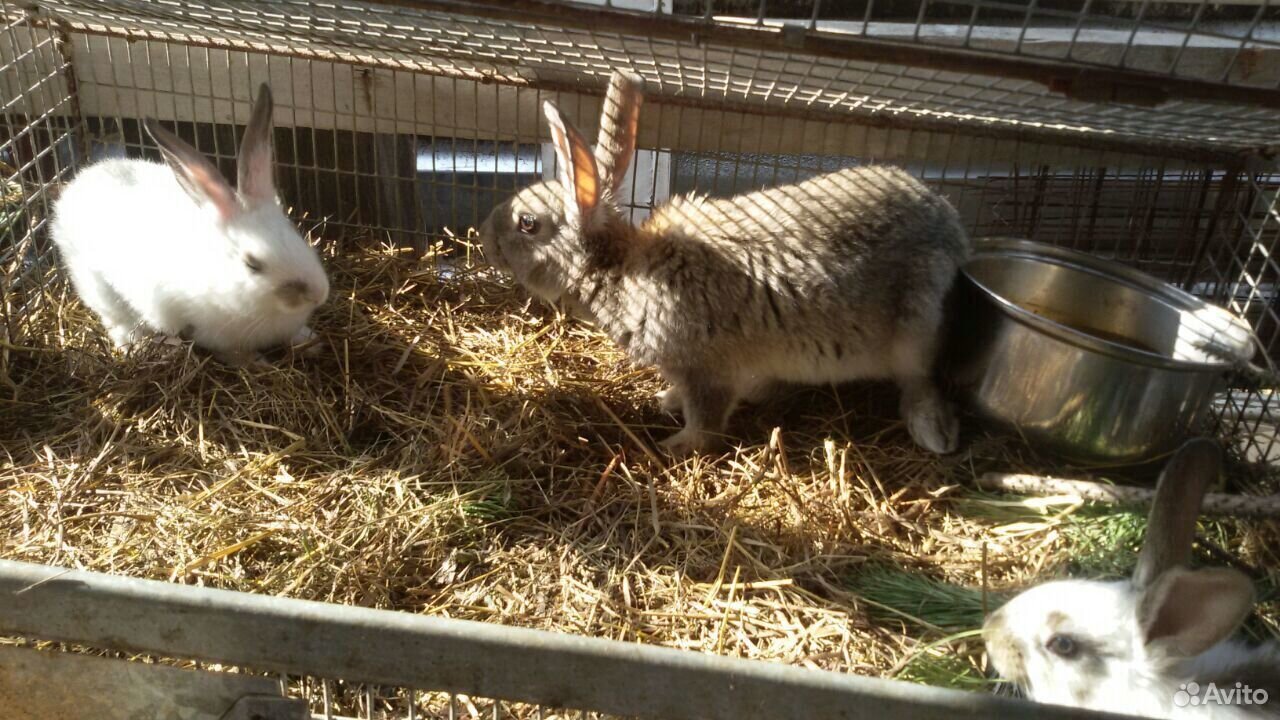 Кролики Великаны