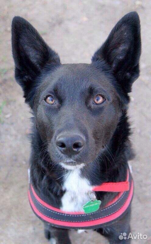 Щенок-подросток в дар 11 мес