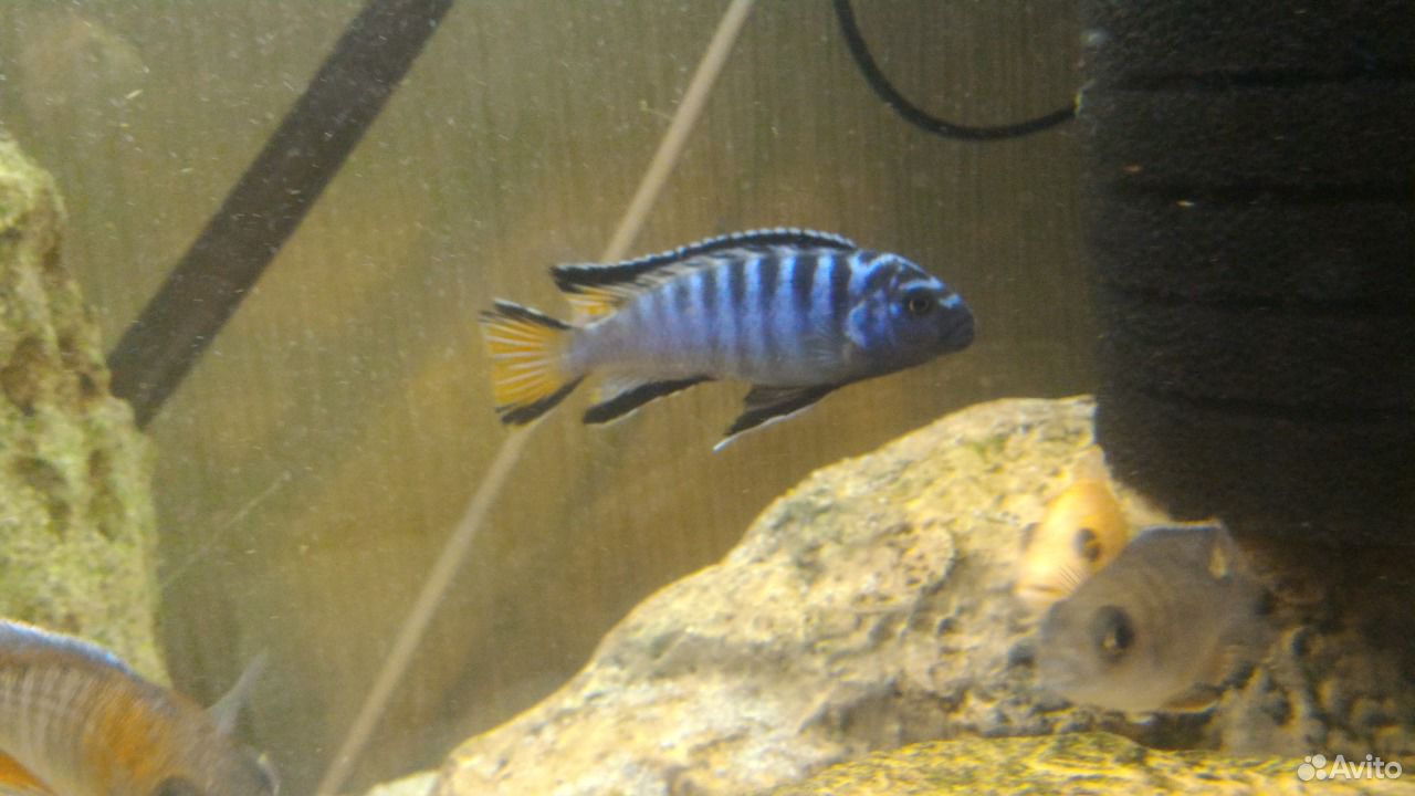 Pseudotropheus Elongatus Mpanga