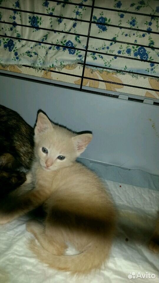 Рыжие котята 1 мес. Мальчики