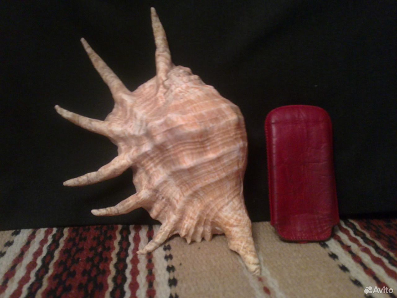 Ракушки из Красного моря