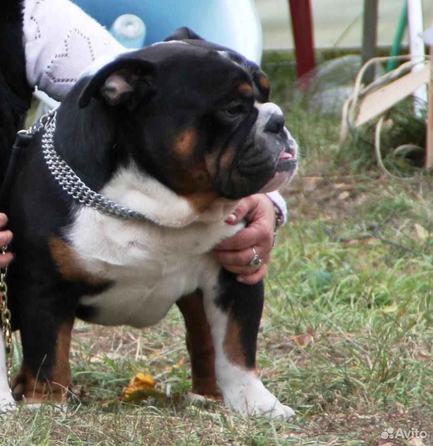 Кобель для вязки