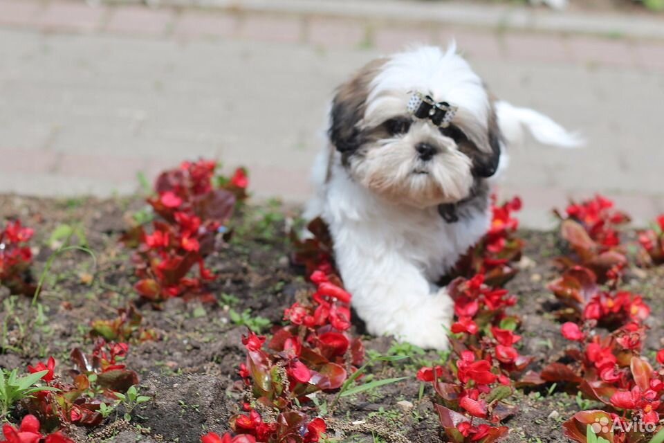 Мелкий стандарт Нюшенька