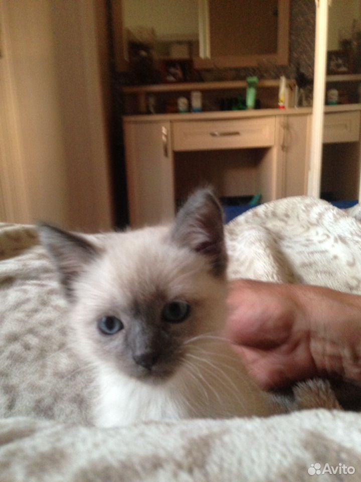 Тайские котята