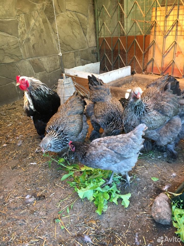 Кур и петухов различных пород