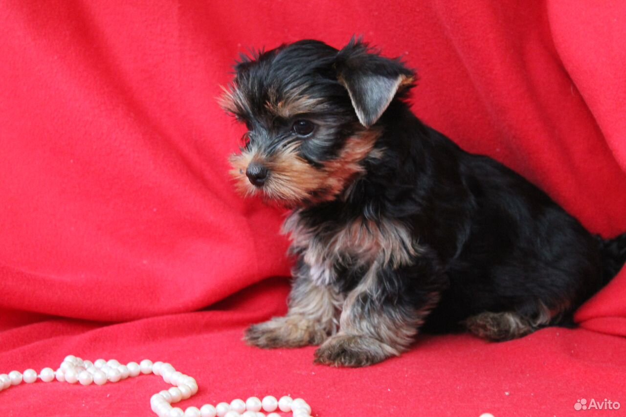 Продаются щенки йоркширкого терьера