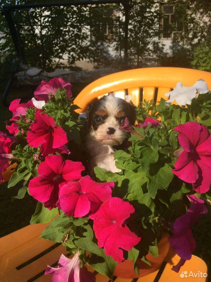 Щенки Кавалер Кинг Чарльз