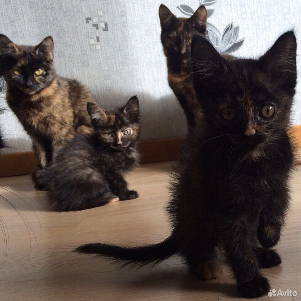 Котята (черепаховый окрас)