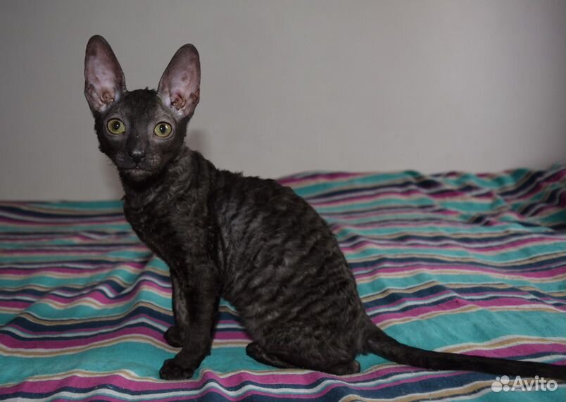 Котик корниш рекс