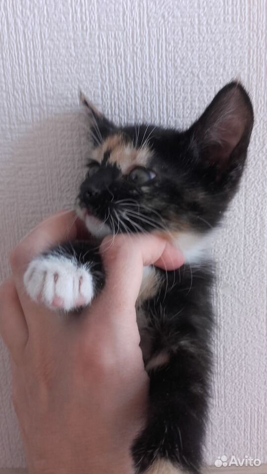 Отам котят