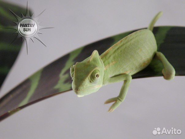 Йеменский хамелеон, малыши и самки 7 мес