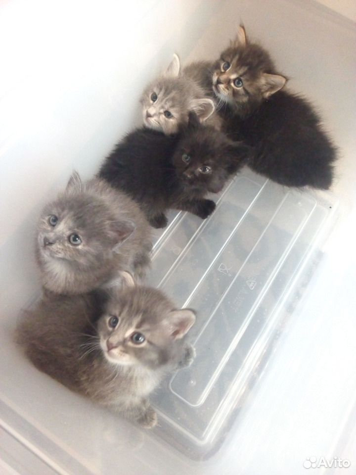 Котята бесплатно