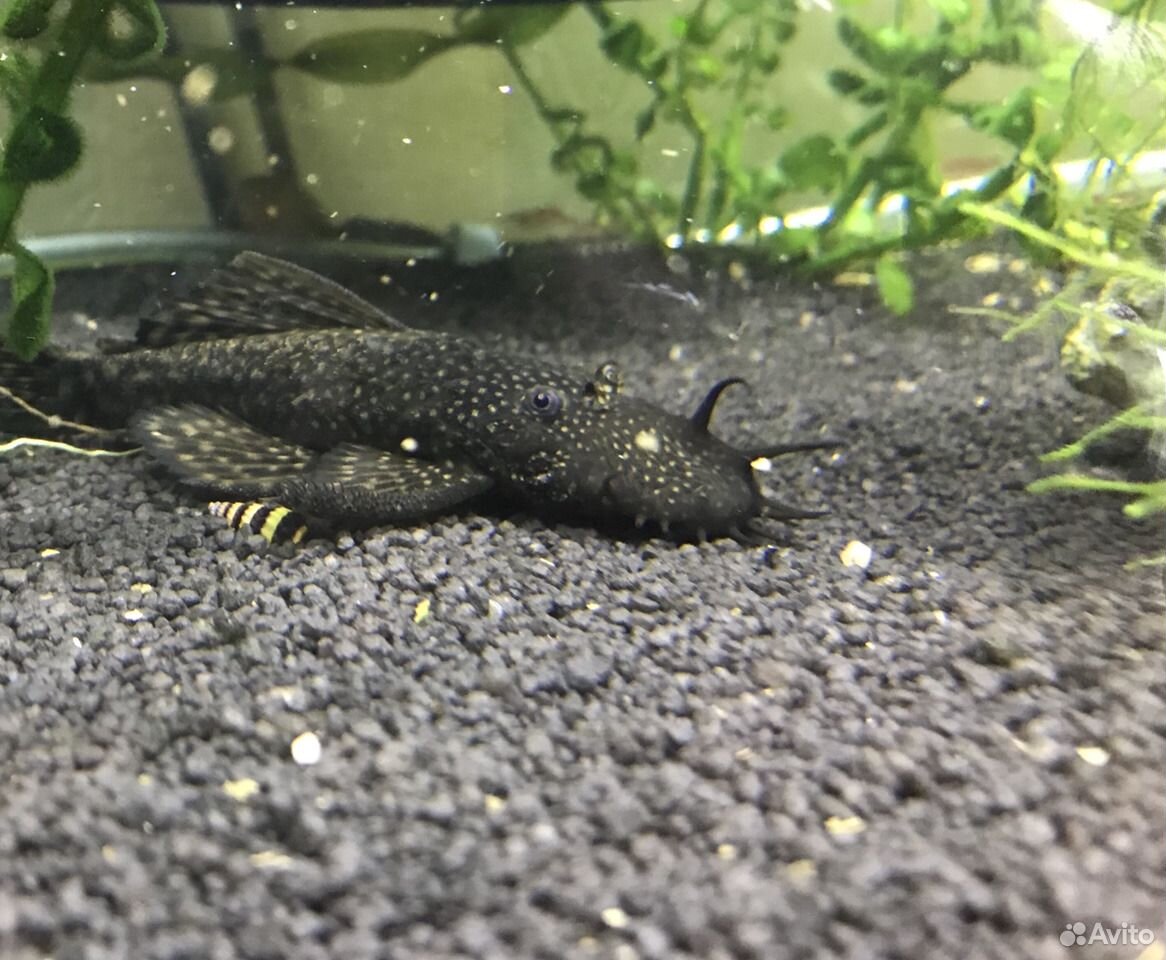 Сом анцитрус