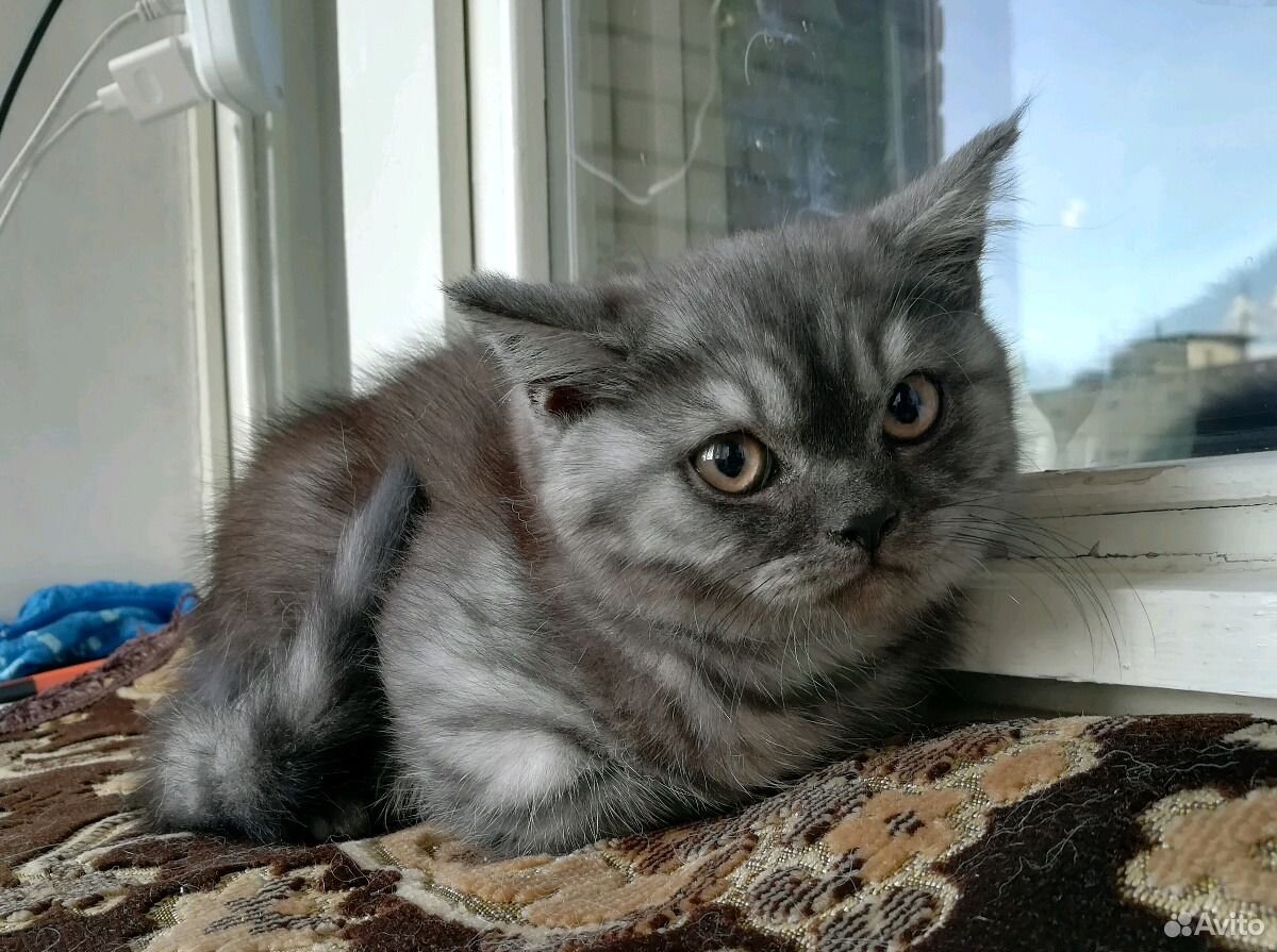 Шотландский парень