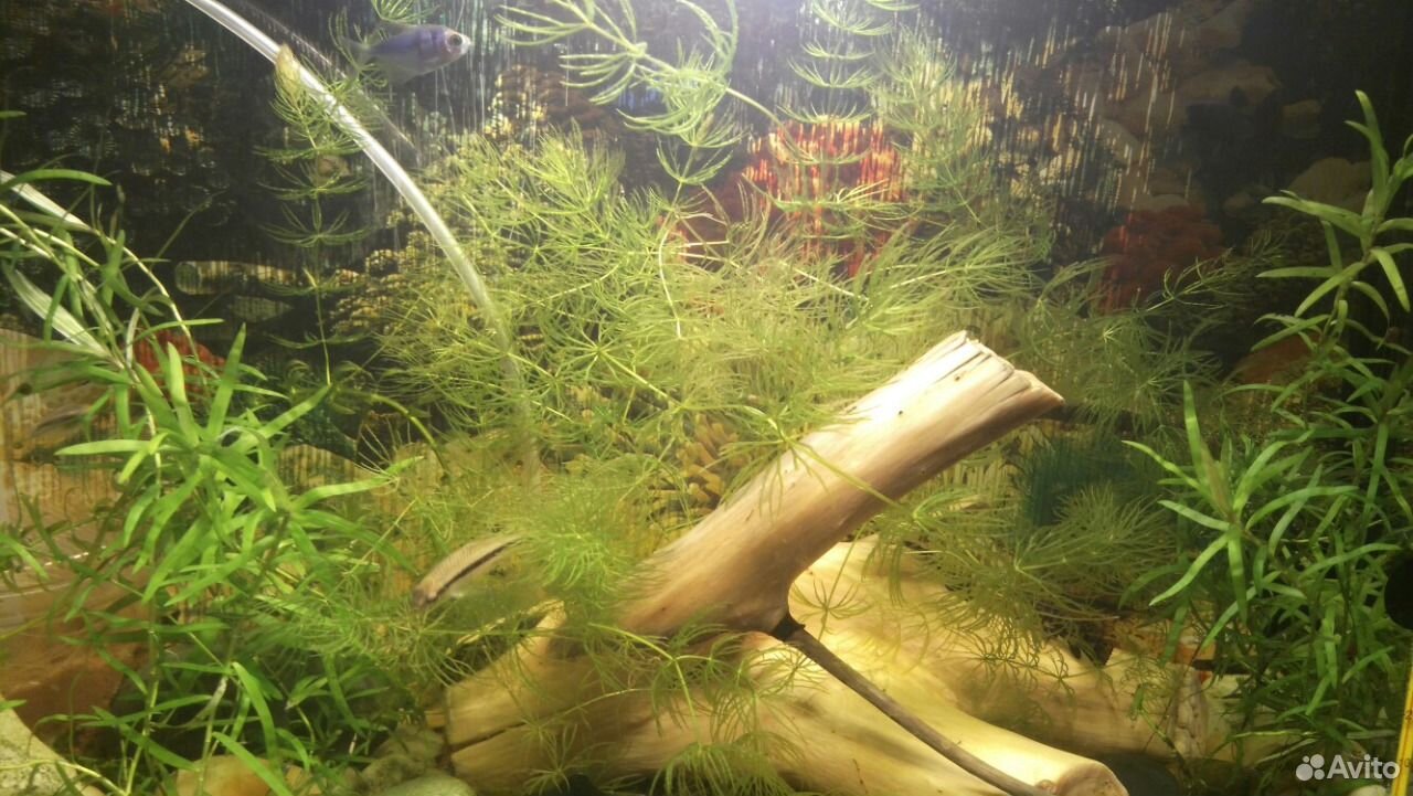 Водоросли бесплатно