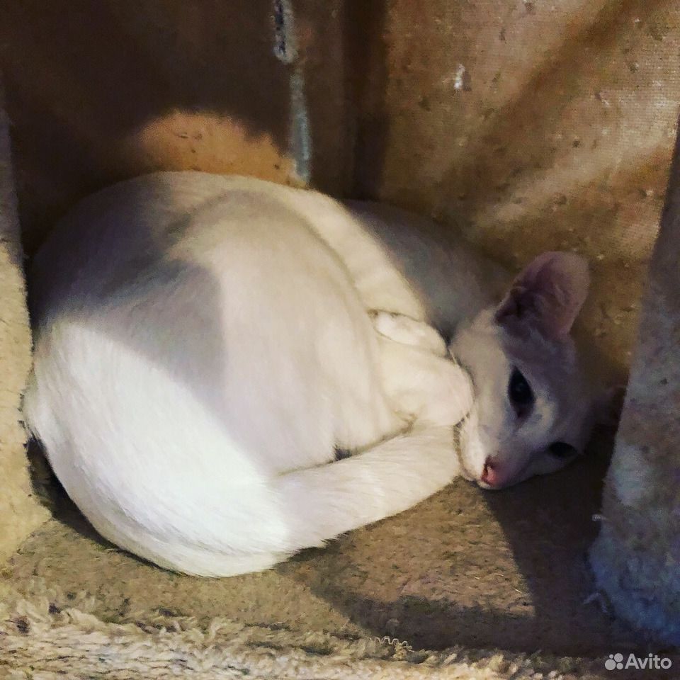 Кошка форинвайт