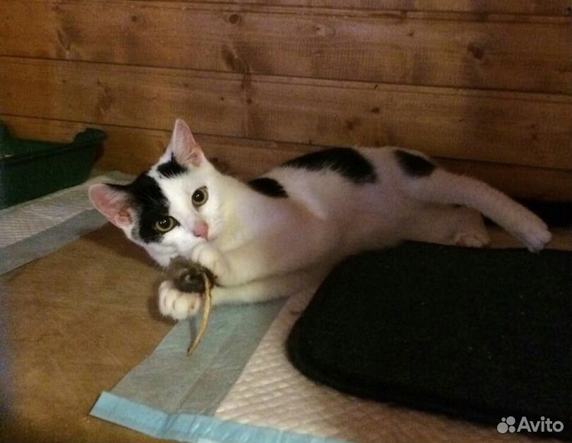 Котята, милейшие крошки 3 мес