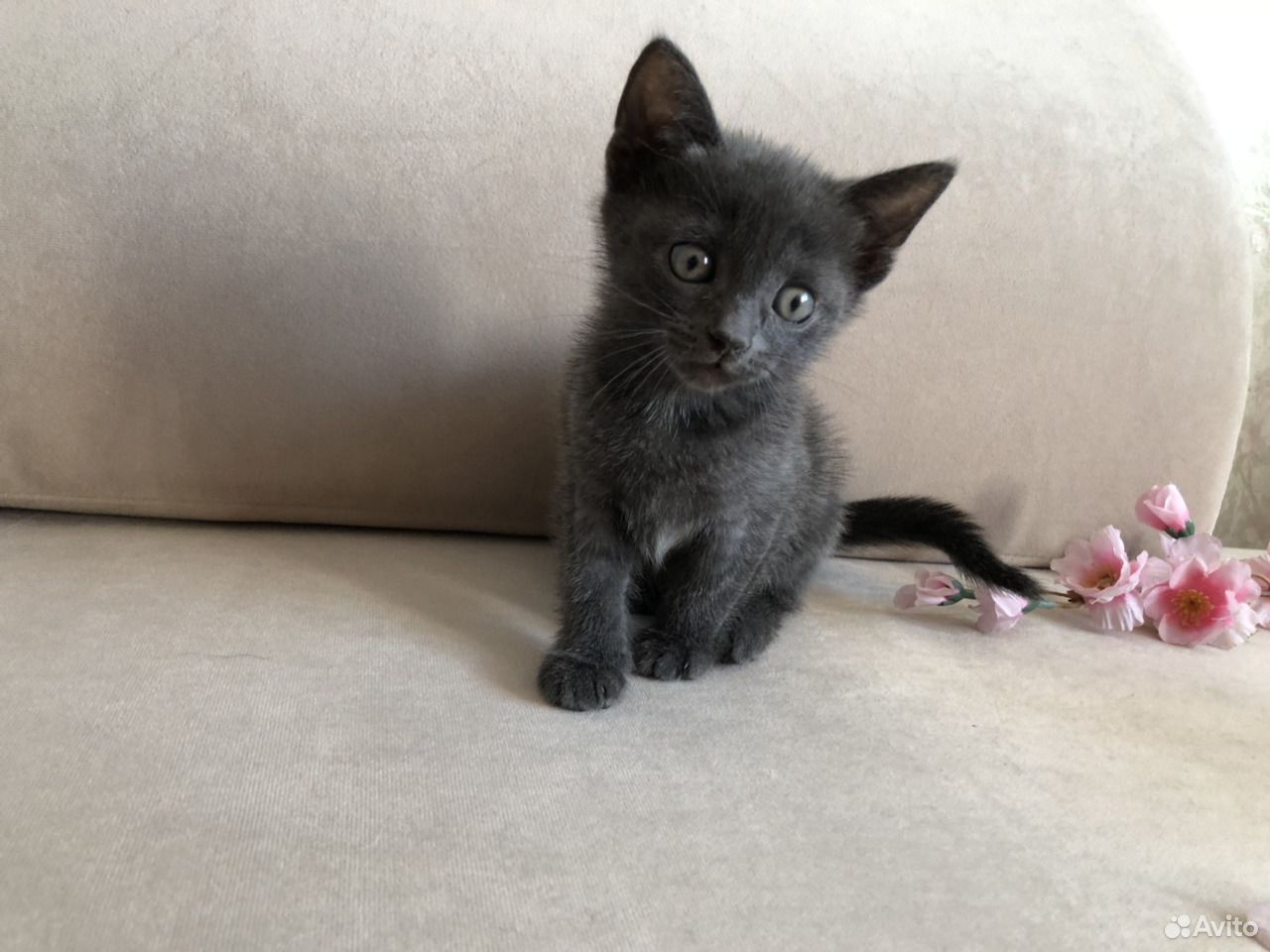 Метис девочка