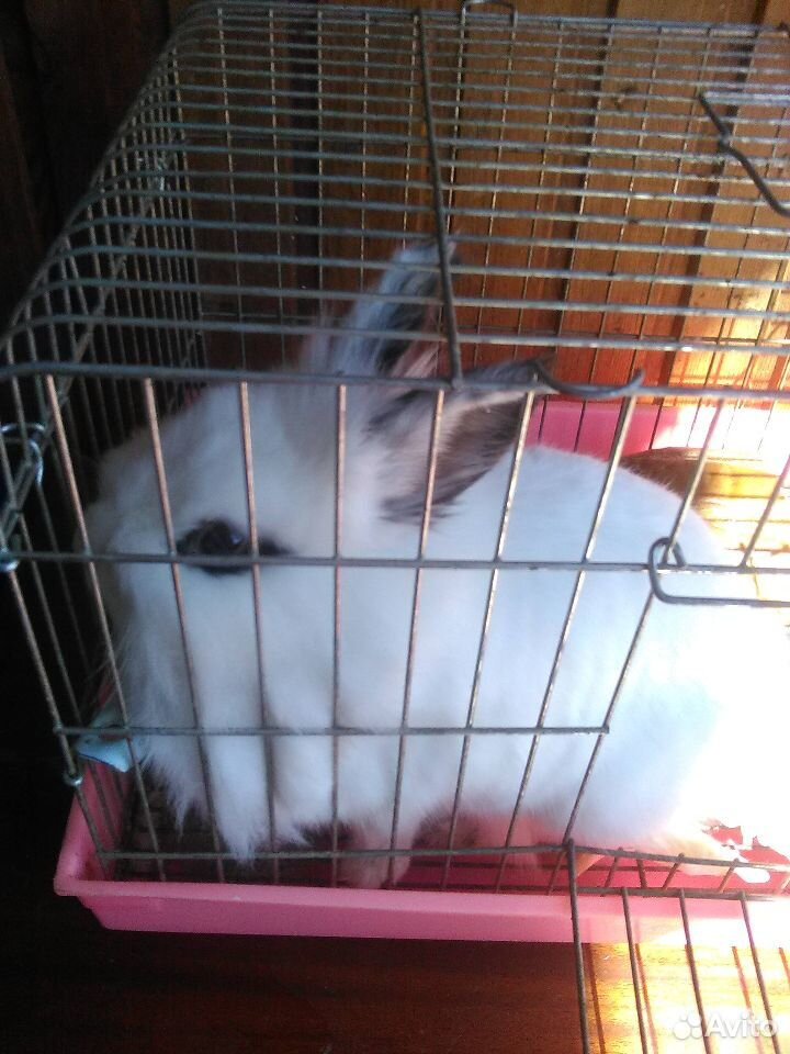 Кролик декоративный