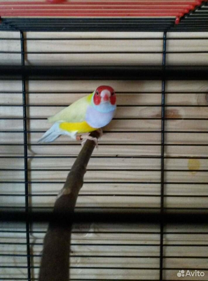 Амадина Гульда, взрослый самец