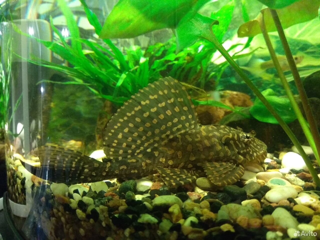 Отдам в дар сома плекостомуса