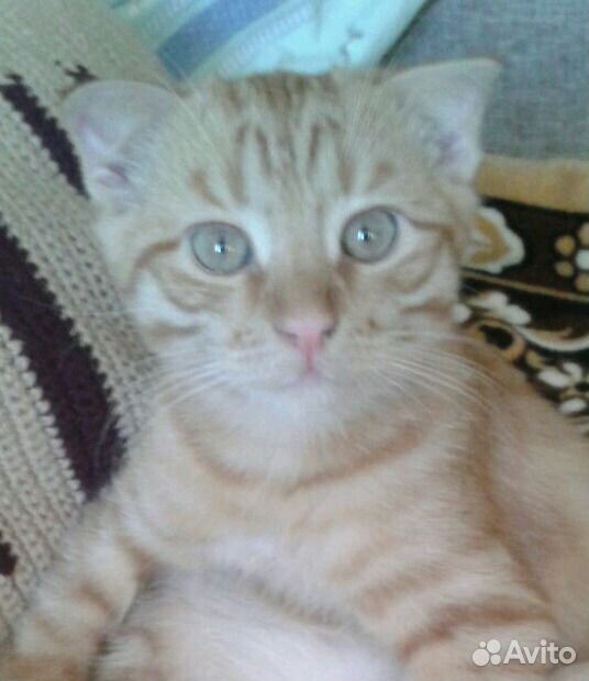 Котенок