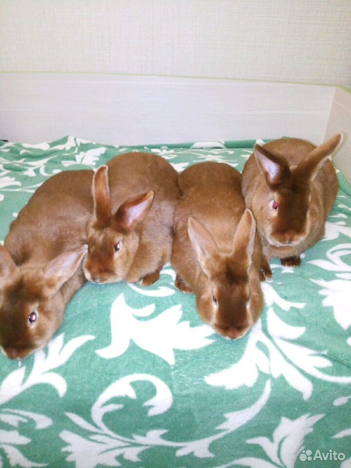 Кролики Красные сатины