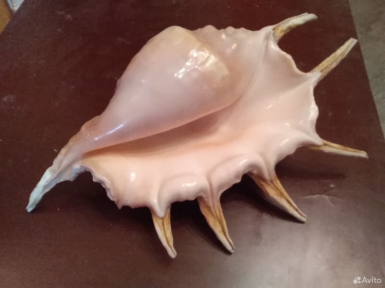 Морские ракушки разные