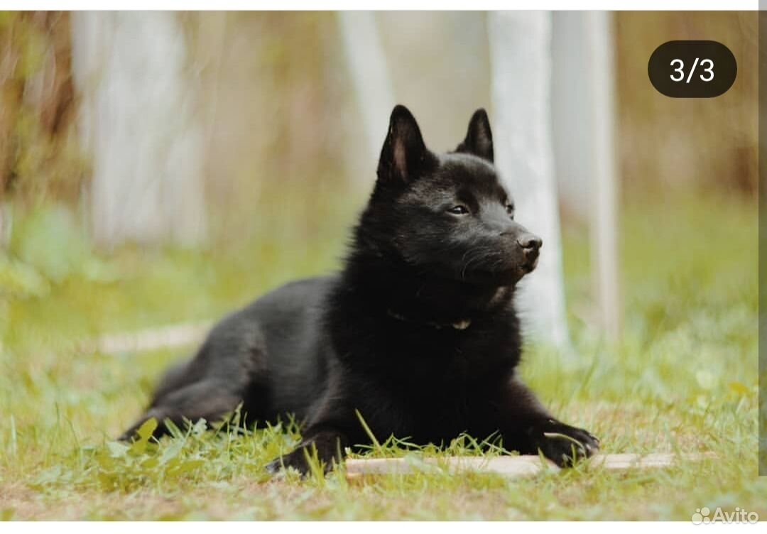 Жених Шипперке Скипперке Граф Даркула Вязка