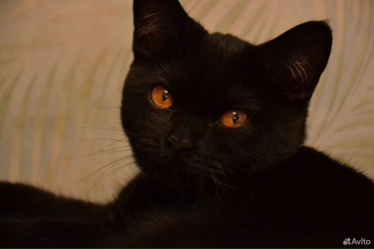 Котята Британские