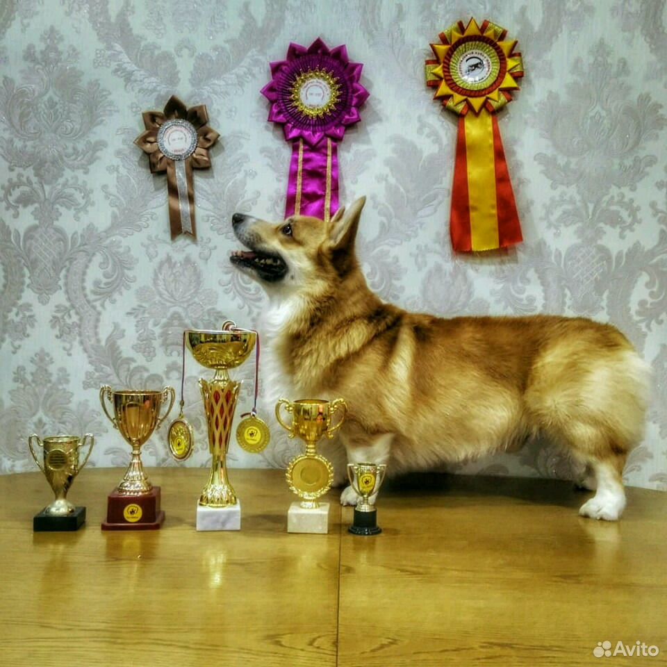 Вязка. Вельш Корги Пемброк