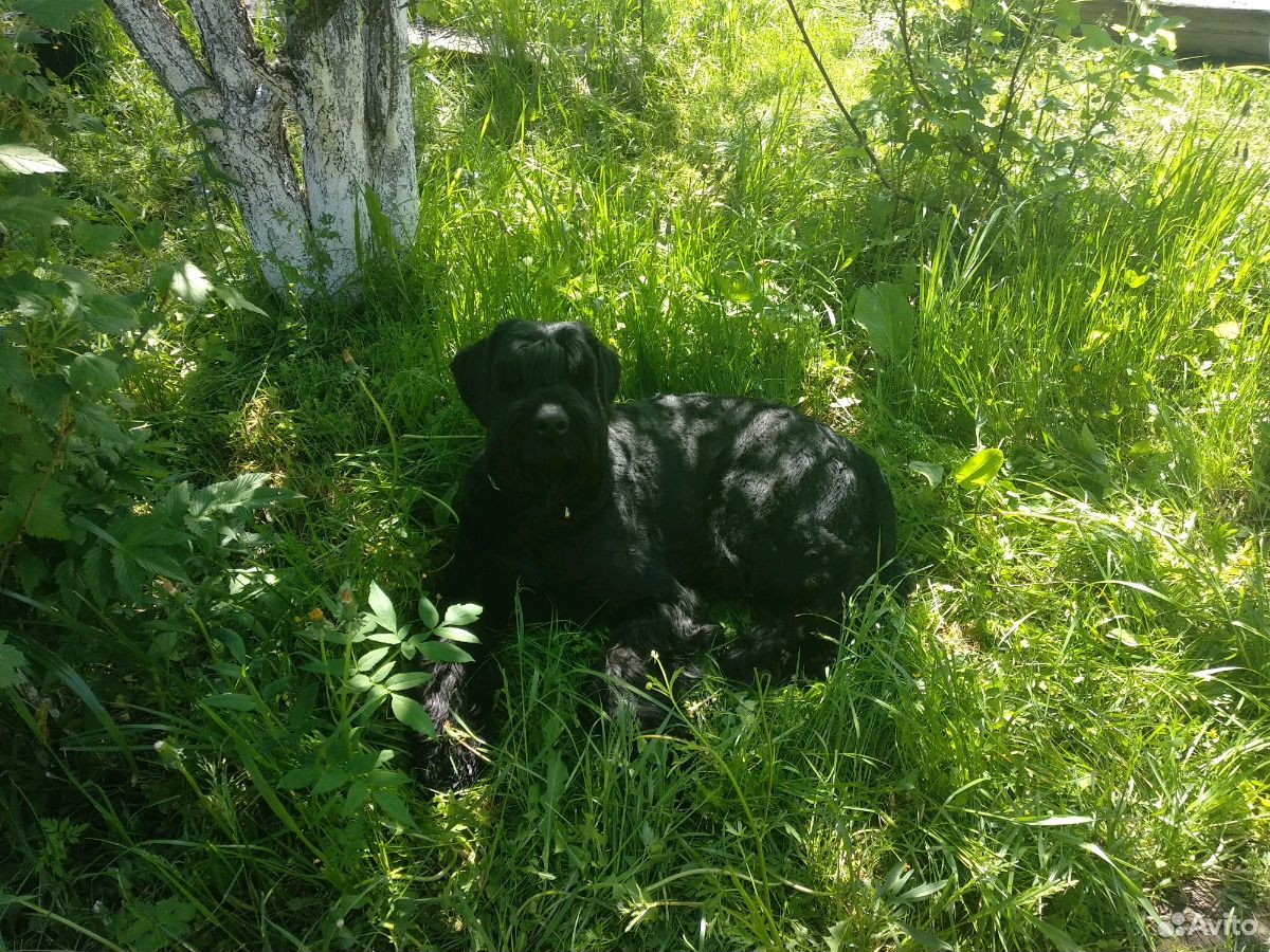 Вязка ризеншнауцер