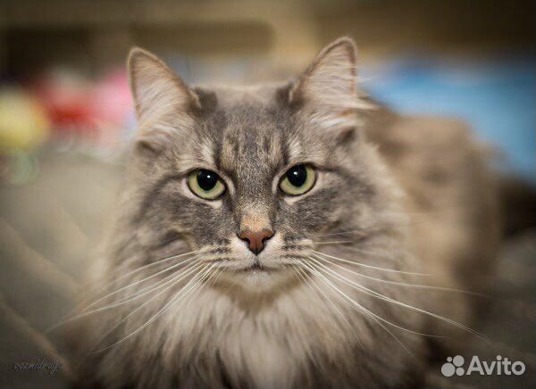 Сибирская очень ласковая кошка в дар