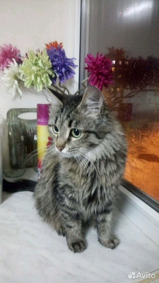 Кошка в добрые руки