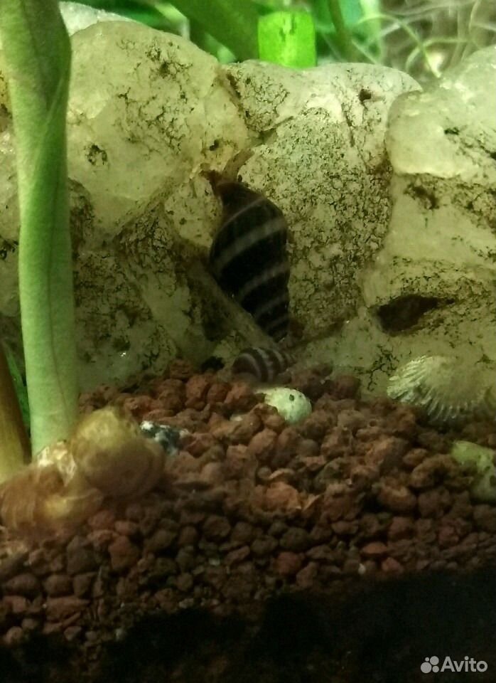 Улитка Хилена