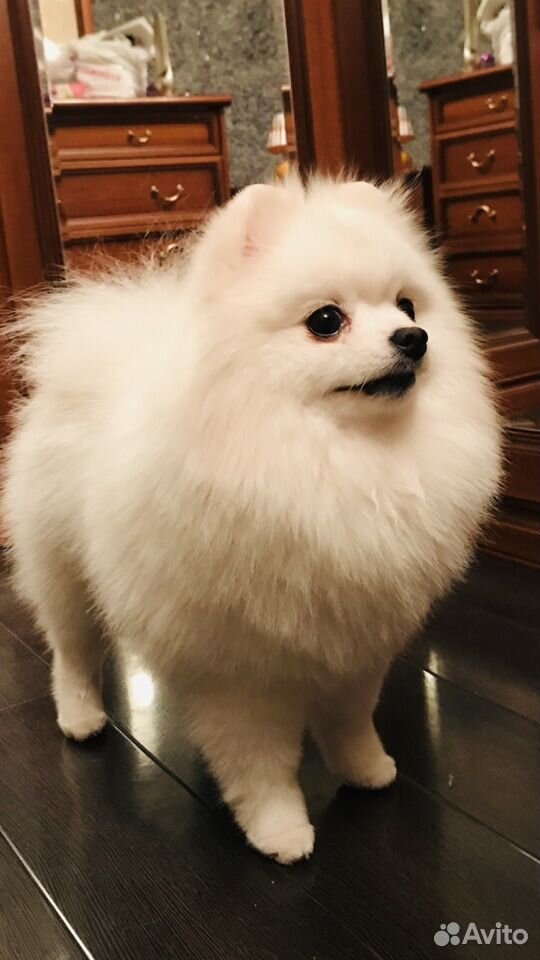 Вязка шпиц белый мини